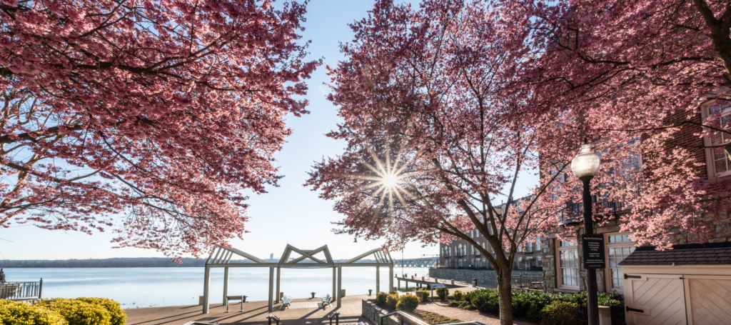 Alexandria, VA Announces Seasonal Cherry Blossom Experiences