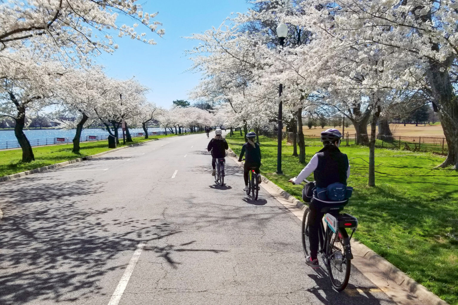 Alexandria Announces Seasonal Cherry Blossom Experiences | Visit Alexandria